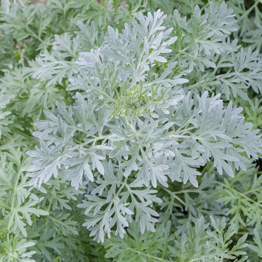 Absinthe plant - Vente Artemisia absinthium