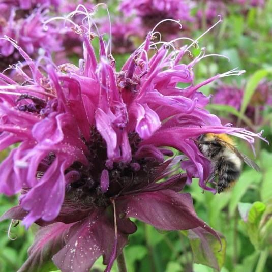 Monarda 'Scorpion' - Vente Monarde bergamote