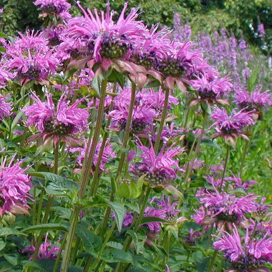 Monarda 'Scorpion' - Vente Monarde bergamote