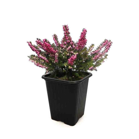 Bruyère d'hiver rouge - Feuillage bronze - Vente Erica x darleyensis ...