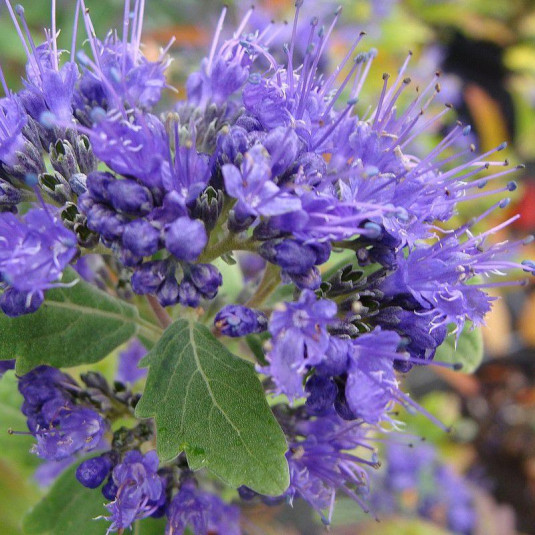 Caryopteris clandonensis 'First Choice' - Vente Barbe-bleue violet