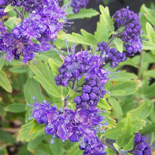 Caryopteris clandonensis 'First Choice' - Vente Barbe-bleue violet