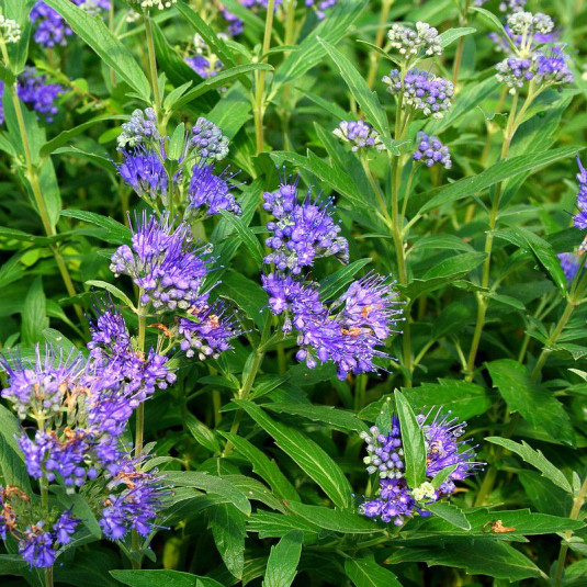 Caryopteris clandonensis 'First Choice' - Vente Barbe-bleue violet