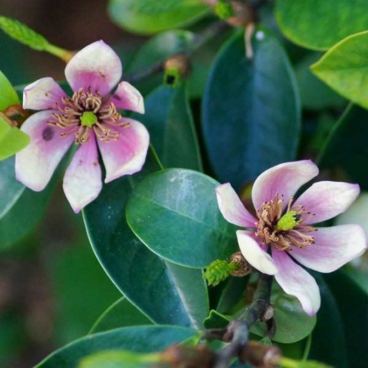 Michelia figo 'Coco' - Vente plant d'Arbuste banane