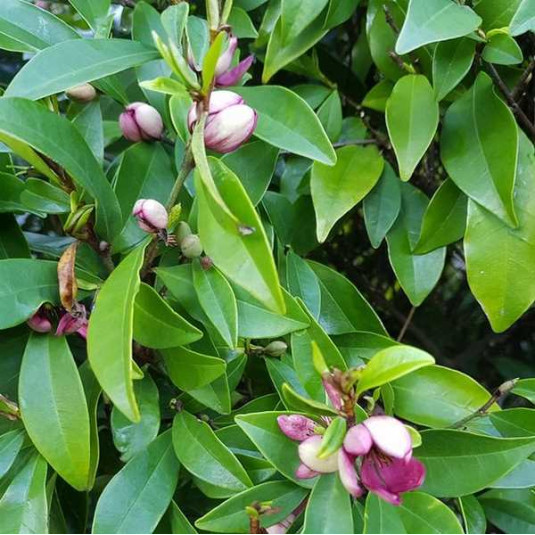 Michelia figo 'Coco' - Vente plant d'Arbuste banane