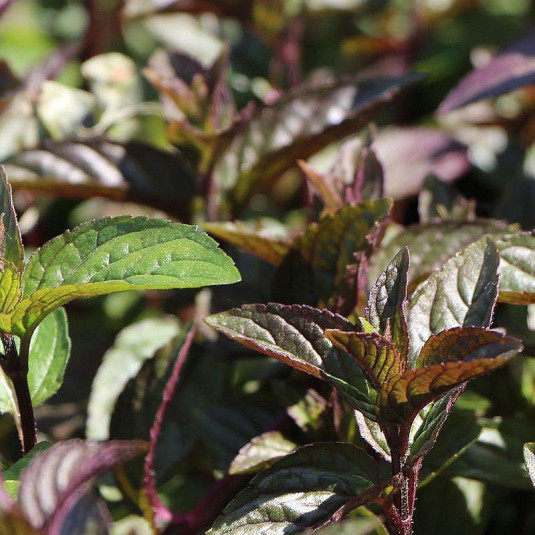 Menthe chocolat - Vente Mentha piperita Chocolate - Plant