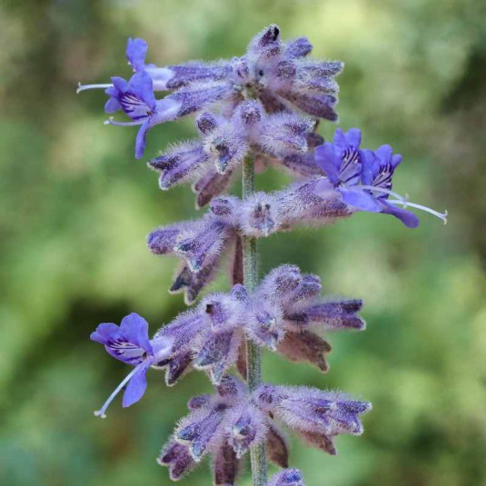 Perovskia atriplicifolia - Vente sauge russe florifère