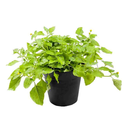 Brède mafane - Cresson du Pará - Vente plant Spilanthes oleracea