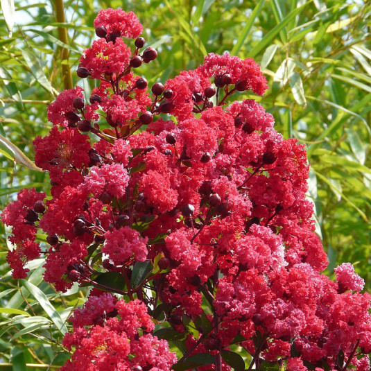 Lagerstroemia indica 'Dynamite' - Vente Lilas des Indes rouge double