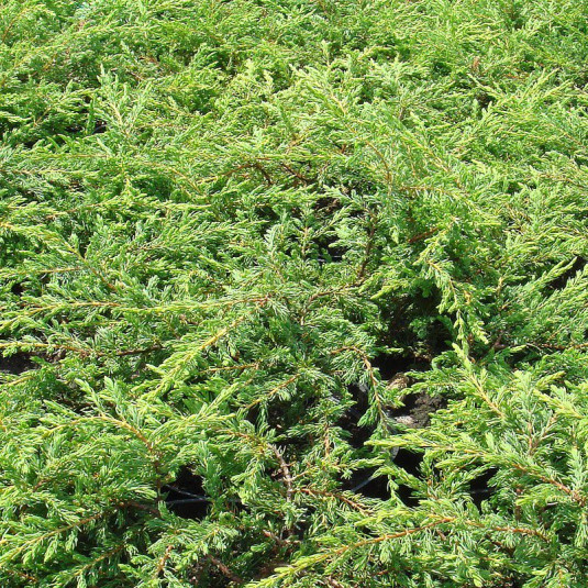 Juniperus communis 'Repanda' - Vente Genévrier commun rampant