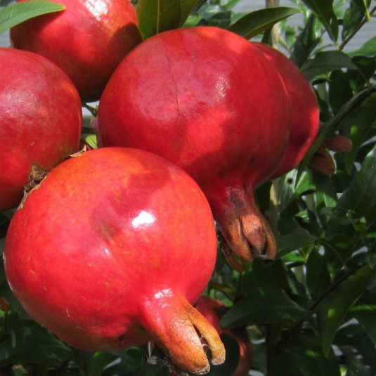 Punica granatum 'Provence' - Vente Grenadier à gros fruit - Grenade