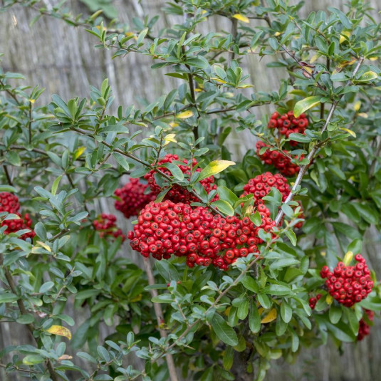 Pyracantha coccinea 'Red Column' - Vente Buisson ardent rouge