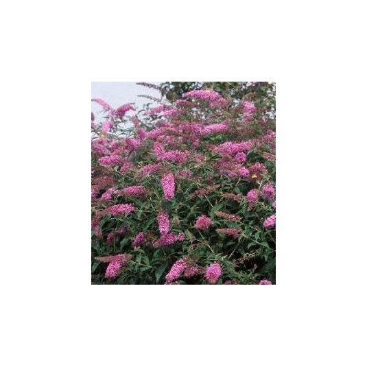 Buddleia davidii 'Pink Delight' - Vente Arbre aux papillons - Buddleja rose