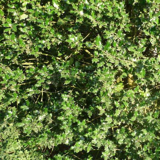 Ilex aquifolium - Vente Houx commun
