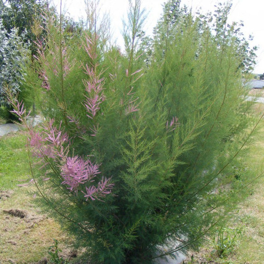 Vente Tamarix ramosissima 'Pink Cascade' - Tamaris d'été rose