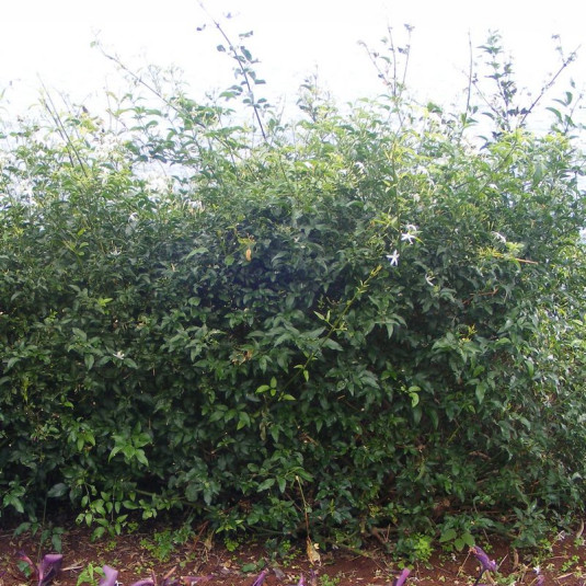 Vente Jasminum officinale - Jasmin d'été parfumé