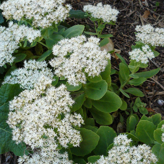 Sedum spectabile 'Iceberg' - Vente Orpin remarquable blanc