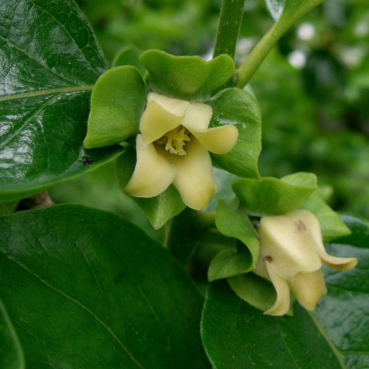 Diospyros Kaki 'Costata' - Vente Kakinho Kostata - Plaqueminier