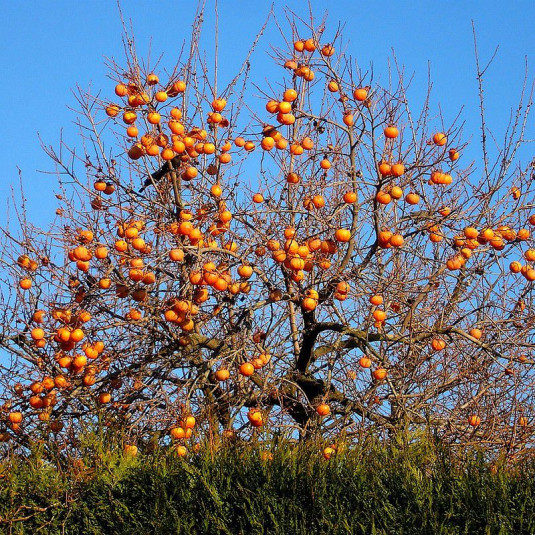 Diospyros Kaki 'Costata' - Vente Kakinho Kostata - Plaqueminier