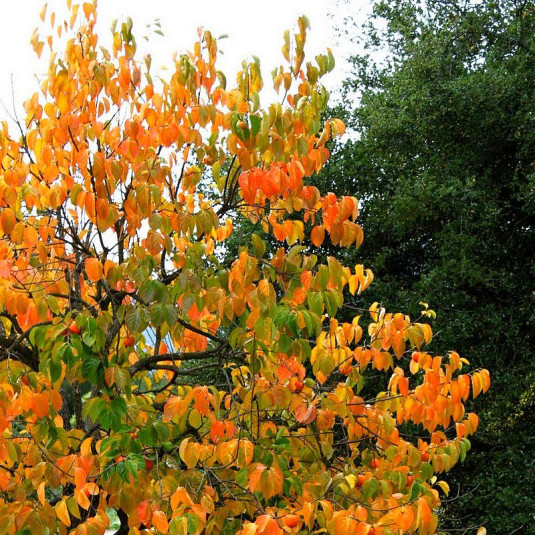 Diospyros Kaki 'Costata' - Vente Kakinho Kostata - Plaqueminier