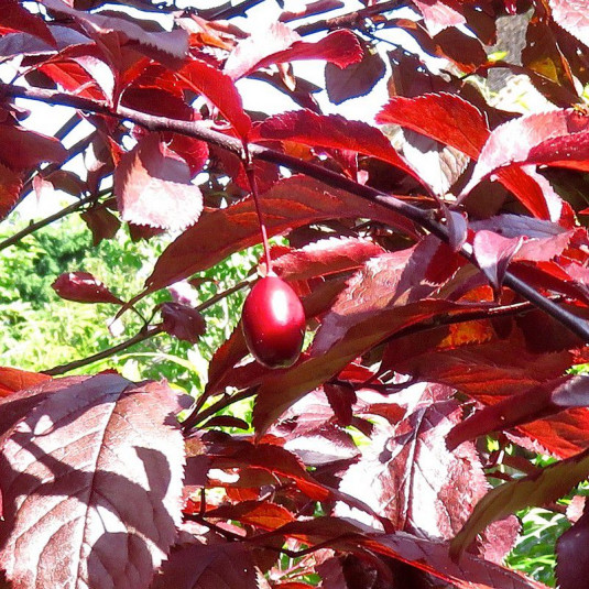 Prunus cerasifera 'Pissardii' - Vente Prunier d'ornement pourpre