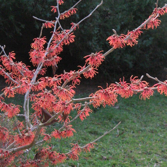 Hamamelis intermedia 'Ruby Glow' - Vente Noisetier de sorcière rose ruby