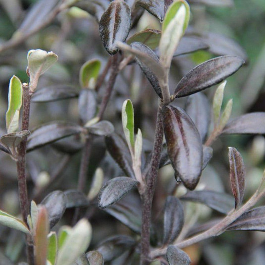 Corokia virgata 'Frosted Chocolate' - Vente Corokie cotonéastre pourpre
