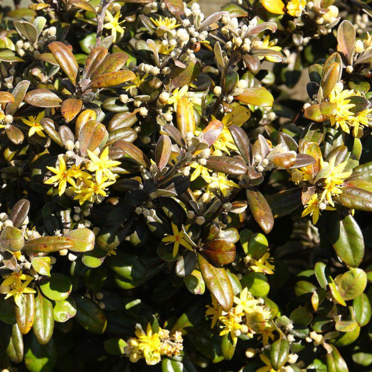 Corokia virgata 'Frosted Chocolate' - Vente Corokie cotonéastre pourpre