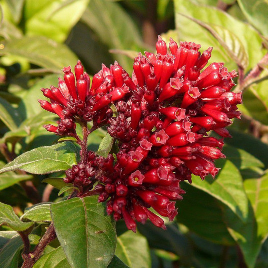 Cestrum fasciculatum 'Newellii' - Vente Cestreau rouge