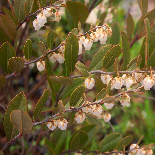 Chamaedaphne calyculata 'White Bells' - Vente Petit Daphné caliculé ...