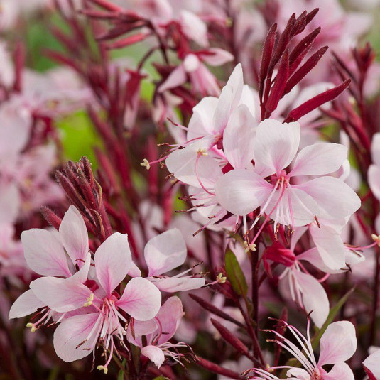 Gaura 'Gaudi Pink' - Vente Gaura compacte rose