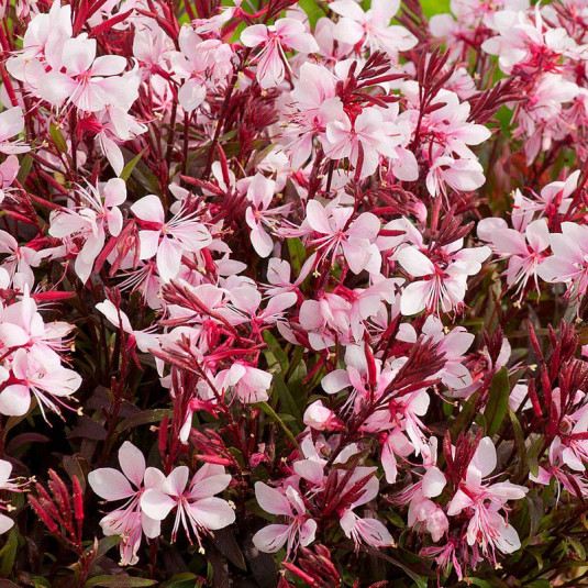 Gaura 'Gaudi Pink' - Vente Gaura compacte rose