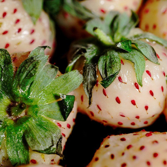 Fragaria ananassa 'Snow White' - Pineberry - Vente plant Fraise blanche