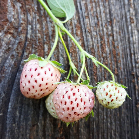 Fragaria ananassa 'Snow White' - Pineberry - Vente plant Fraise blanche