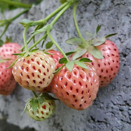 Fragaria ananassa 'Snow White' - Pineberry - Vente plant Fraise blanche