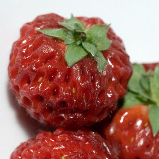 Fragaria ananassa 'Framberry' - Vente Fraise framboise strasberry