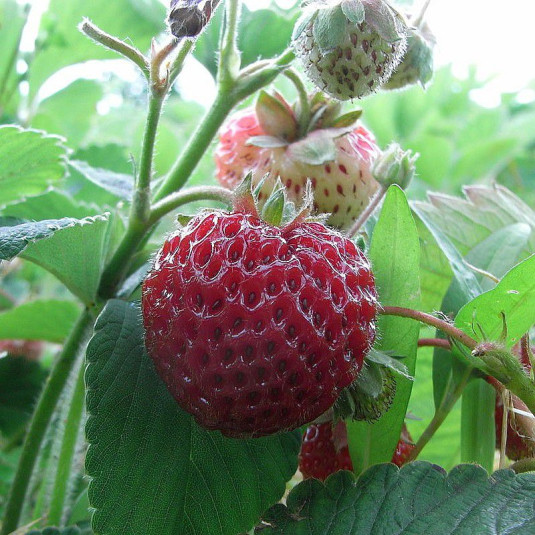 Fragaria ananassa 'Framberry' - Vente Fraise framboise strasberry