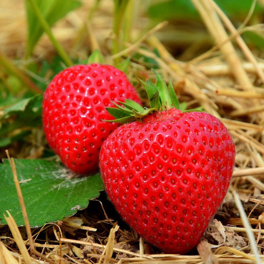 Fragaria ananassa 'Colossus'® - Vente Fraise géante