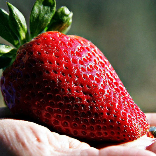 Fragaria ananassa 'Colossus'® - Vente Fraise géante