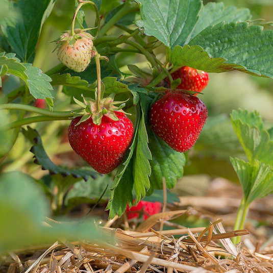 Fragaria ananassa 'Colossus'® - Vente Fraise géante