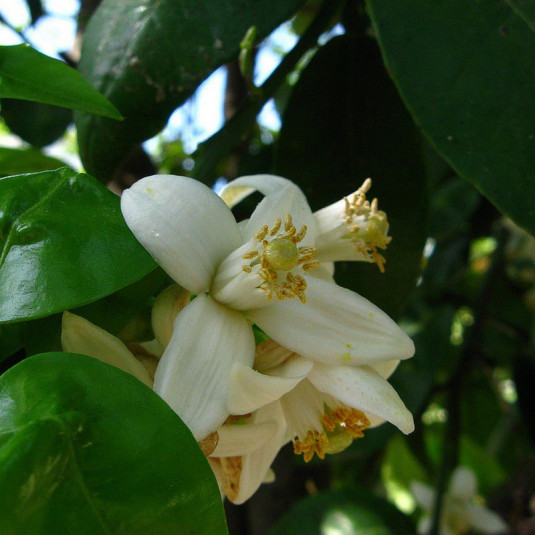 Pamplemoussier hybride - Vente Pomelo - Citrus paradisi