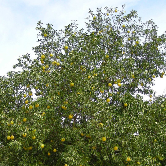 Pamplemoussier hybride - Vente Pomelo - Citrus paradisi