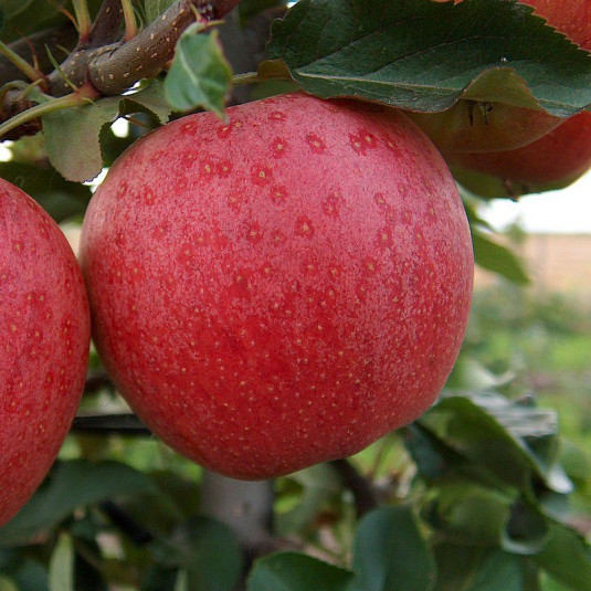 Pommier 'Red Delicious' - Vente Malus communis rouge en pot
