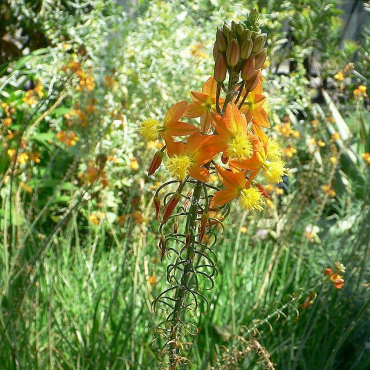 Bulbine frutescens 'Hallmark' - Vente Bulbine orange