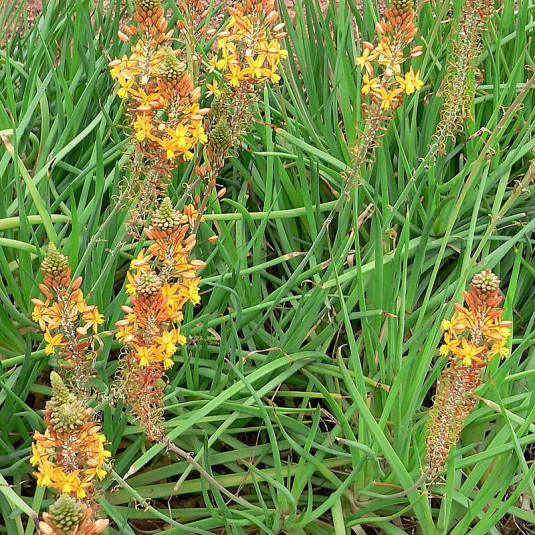 Bulbine frutescens 'Hallmark' - Vente Bulbine orange
