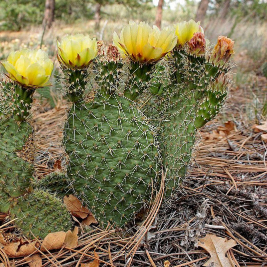 Opuntia 'Polyacantha' - Vente Oponce à petits Cladodes - Cactus nain