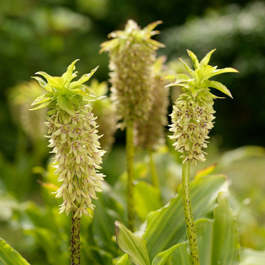 Eucomis bicolor - Vente Fleur ananas bicolore - Eucomide