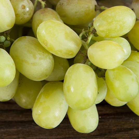 Vitis vinifera 'Centennial Seedless' - Raisin sans pépins