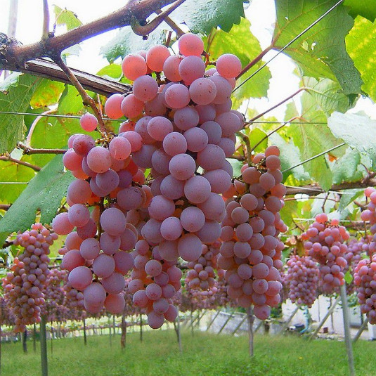 Vitis vinifera Cardinal - Vigne de table grimpante