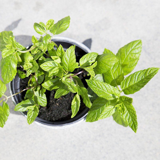 Menthe marocaine - Vente Mentha spicata 'Moroccan' - Plant